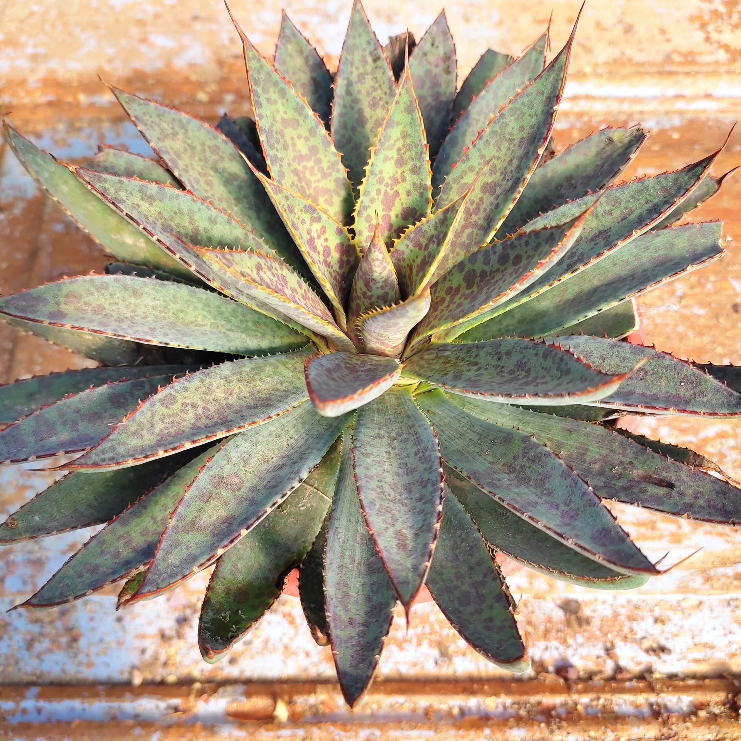 Mangave Macho Mocha - Plant Treasury