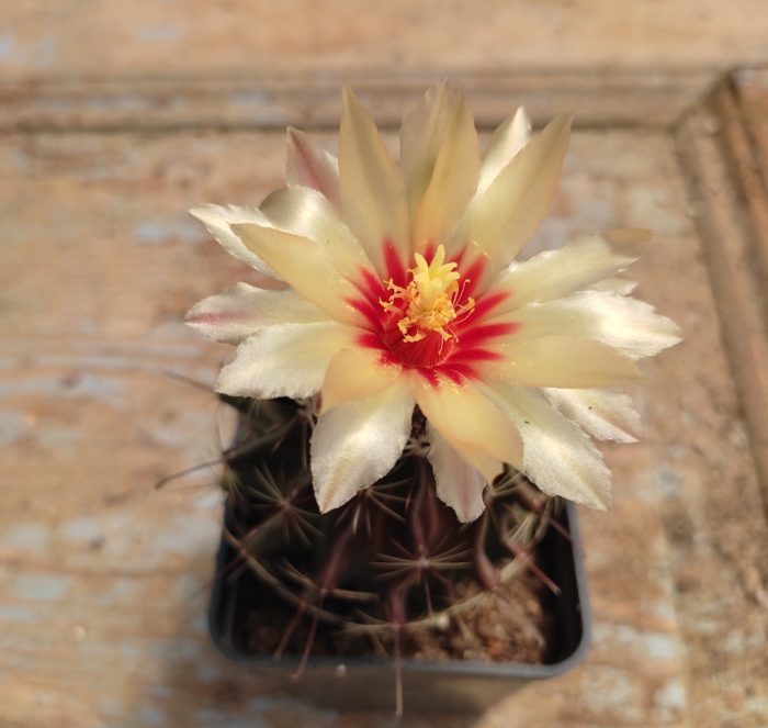 Thelocactus Setispinus - Plant Treasury