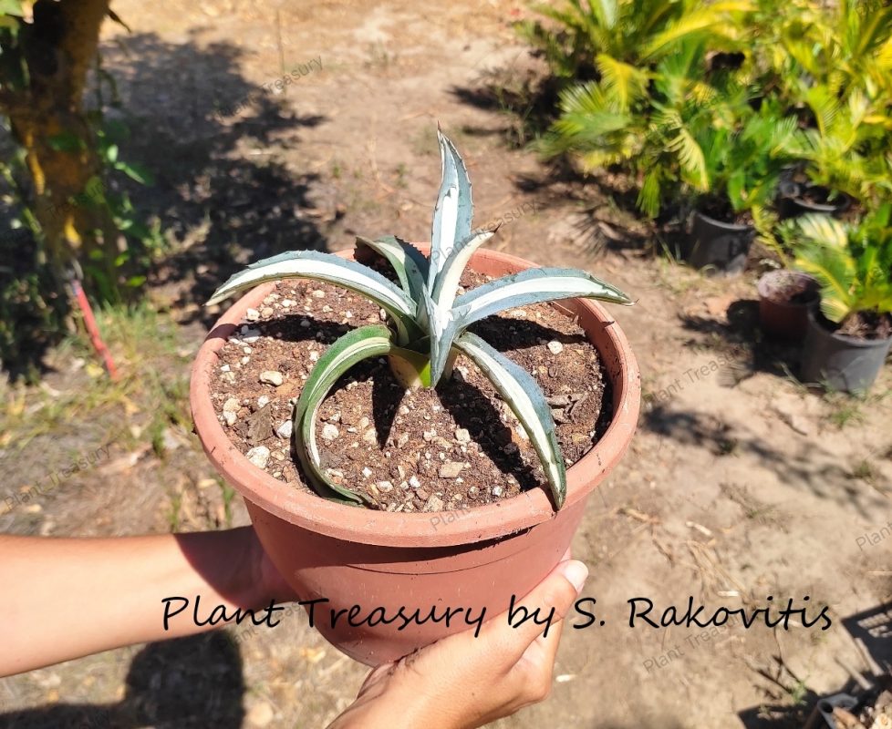 Agave Americana Mediopicta Alba - Plant Treasury