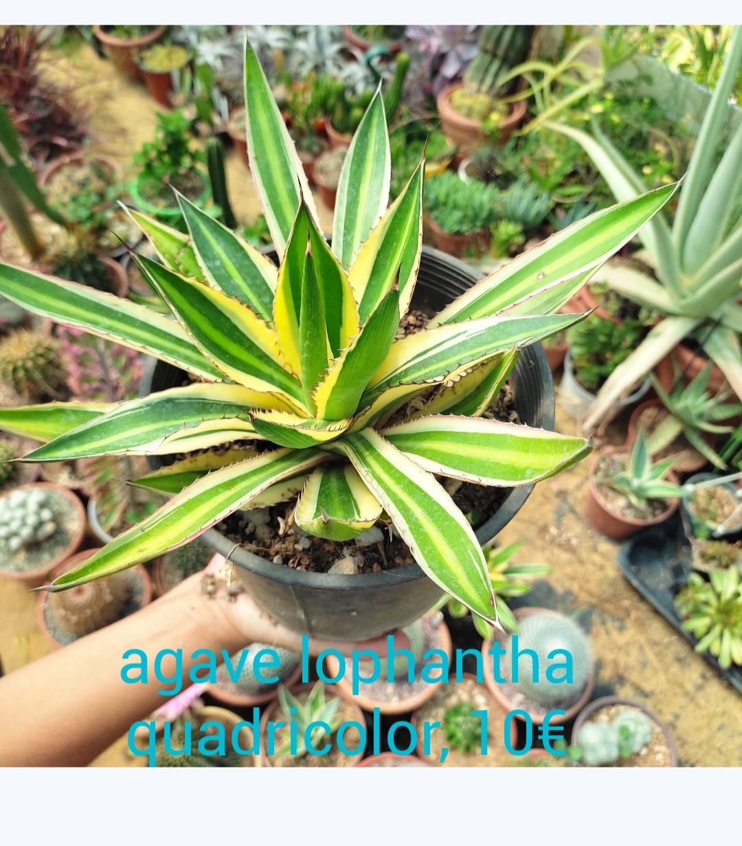 Agave Lophantha Quadricolor - Plant Treasury