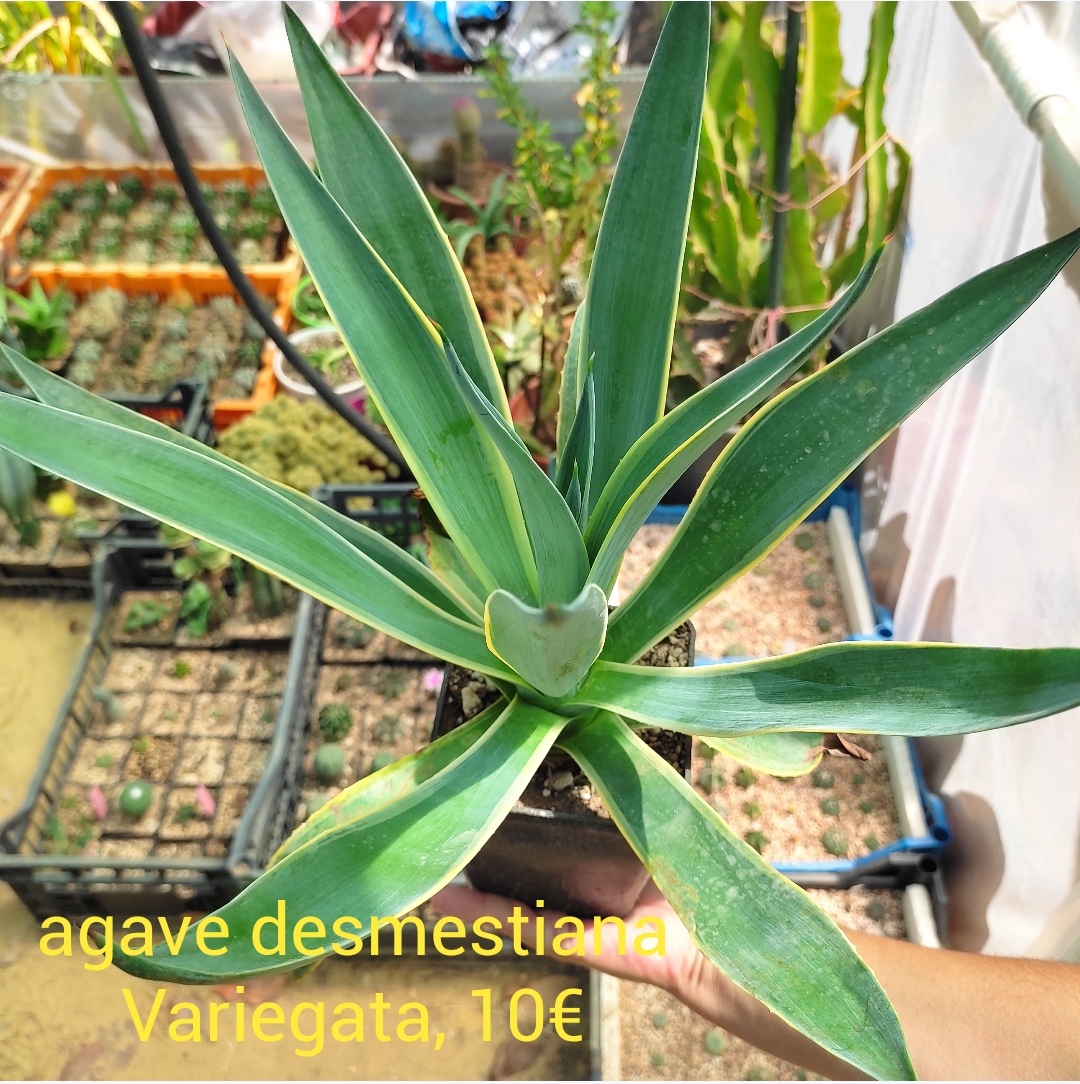 Agave Desmestiana Variegata - Plant Treasury