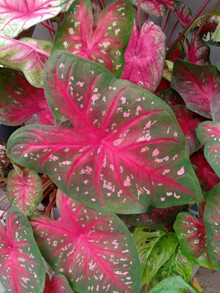 Caladium - Plant Treasury