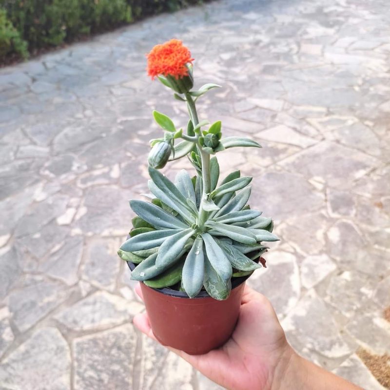 Senecio cephalophorus - Plant Treasury