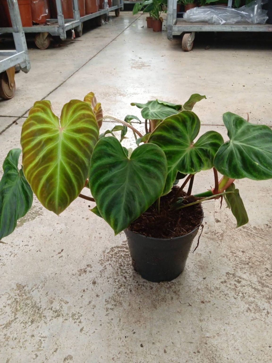 Philodendron Verrucosum Incensi - Plant Treasury