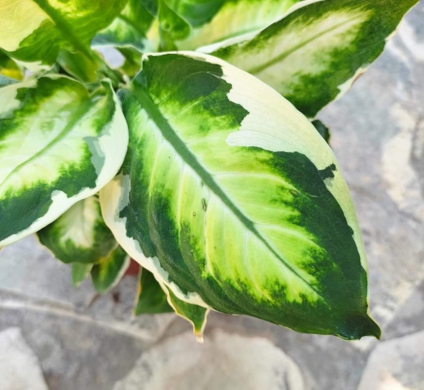 Dieffenbachia Cool Beauty - Plant Treasury