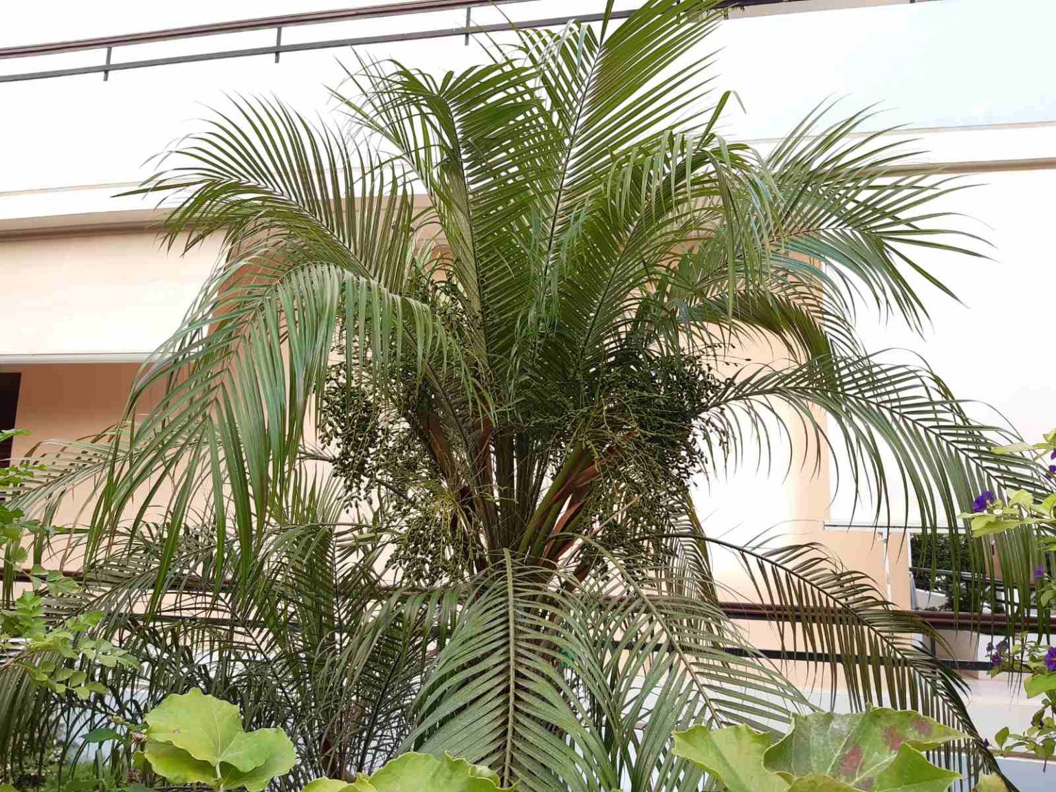 Phoenix Roebelenii - Plant Treasury